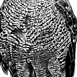 Northern Goshawk A4 Original Drawing for Woodland Raptor Bird - Etsy