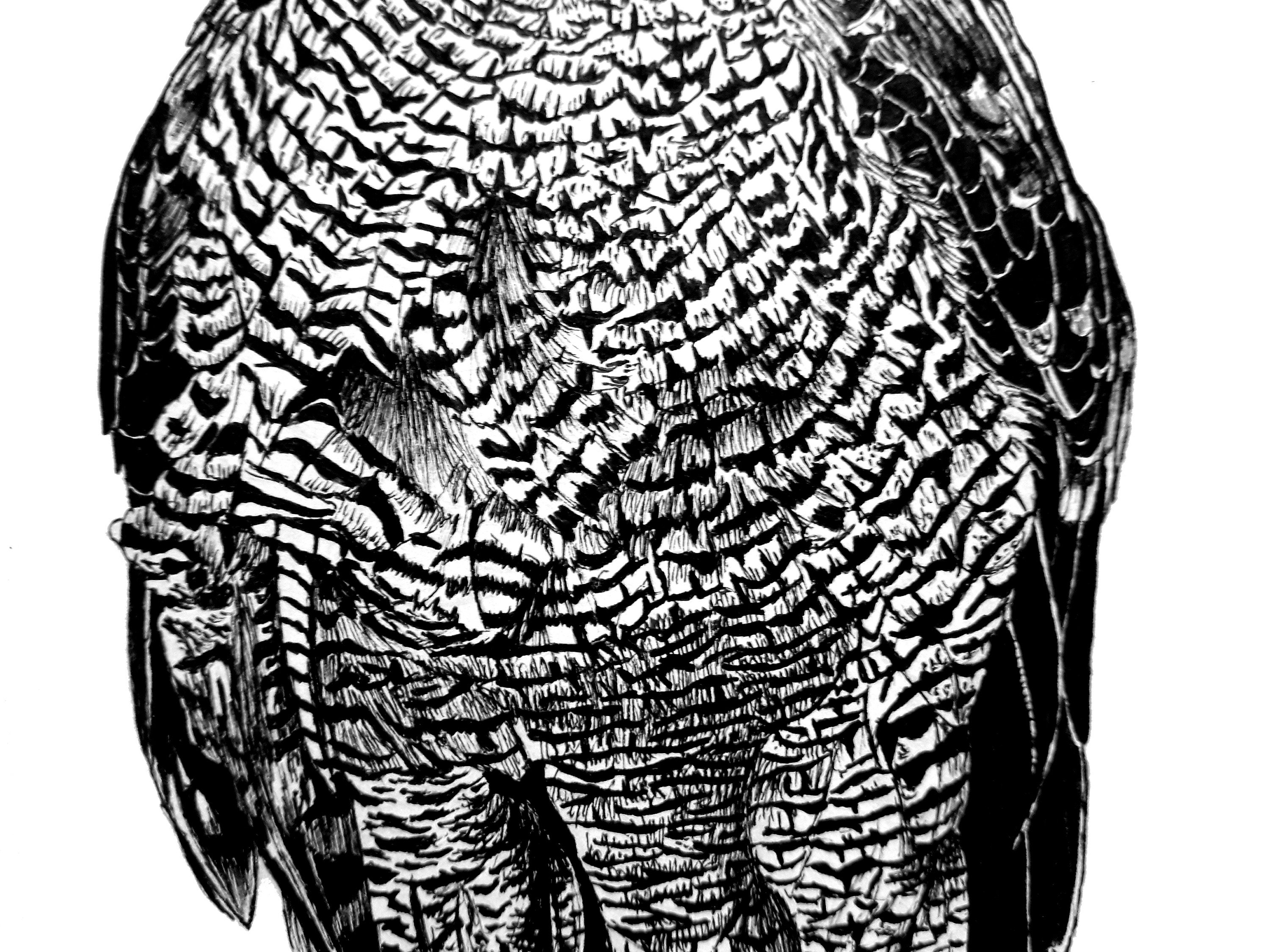 Northern Goshawk A4 Original Drawing for Woodland Raptor Bird - Etsy