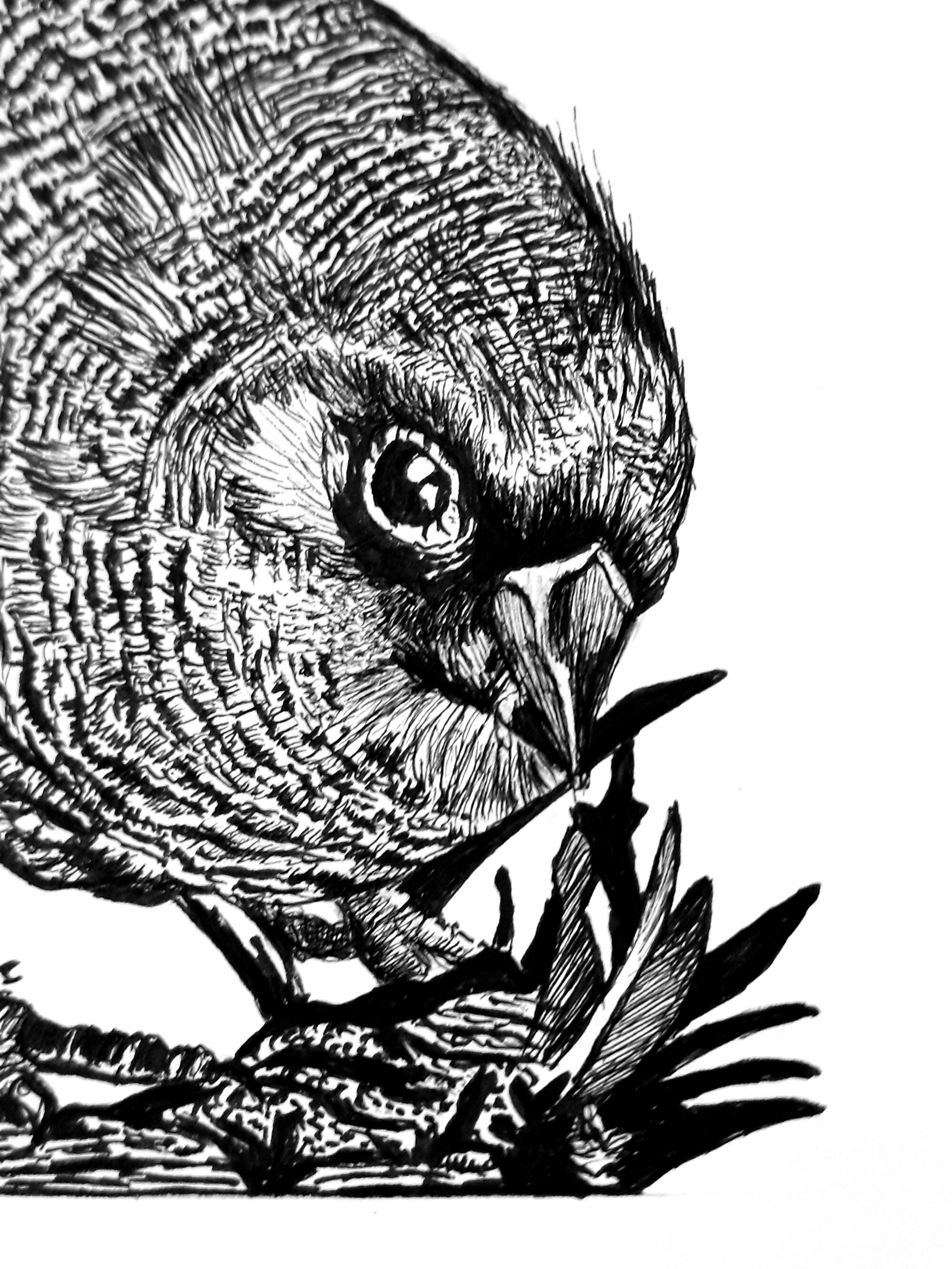 Red-eared Firetail A5 Original Drawing for Australian Bird - Etsy