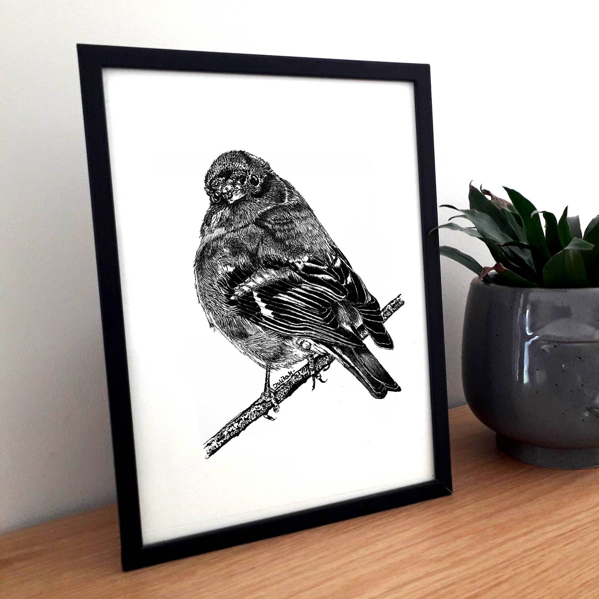 Common Chaffinch Female Original Drawing Small Songbird - Etsy