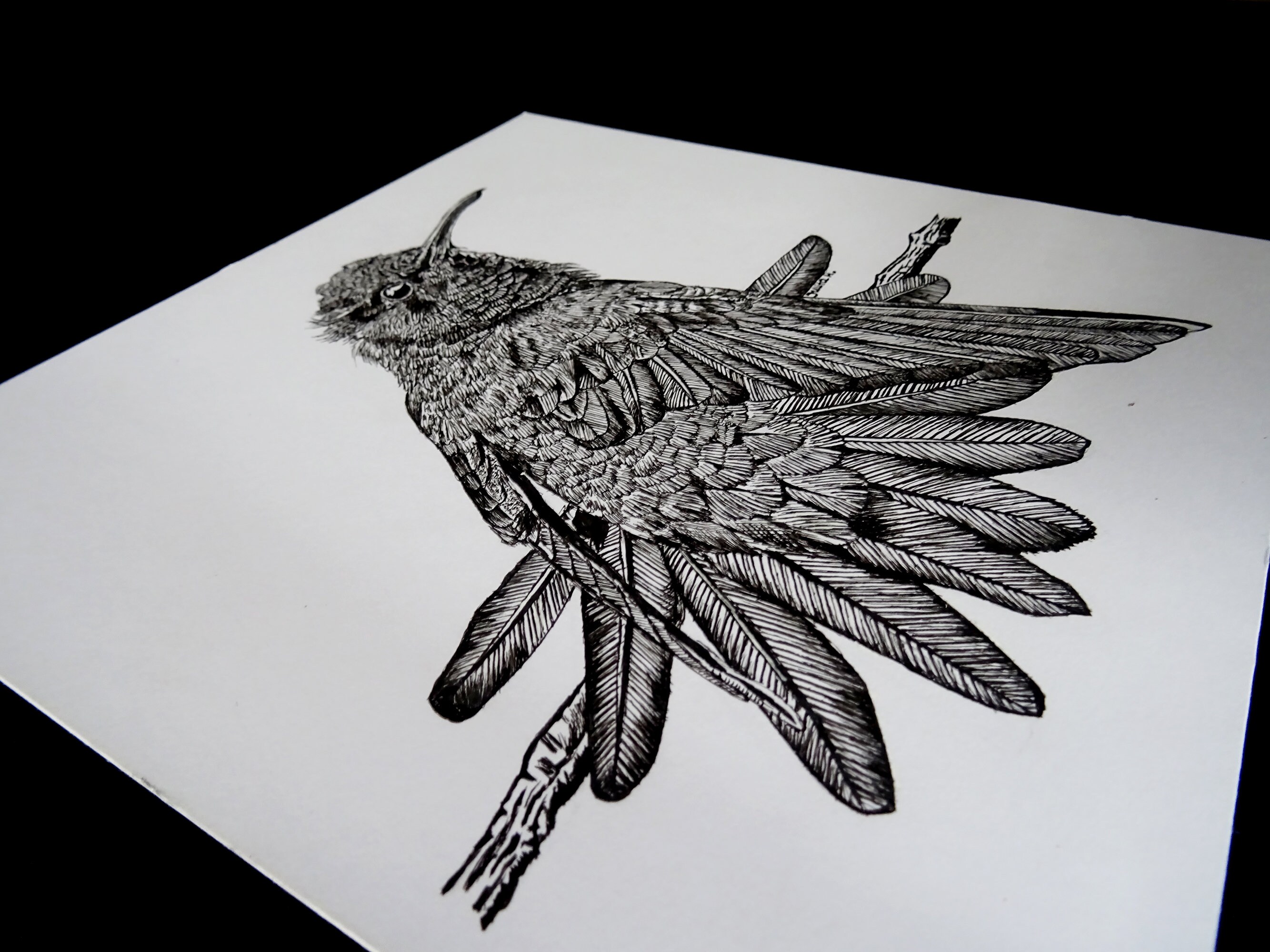Golden-tailed Sapphire in Square 20x20 Cm Original Drawing for Tropical ...
