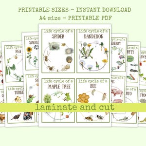 Life Cycle Mini Cards biology Science Instant Download Educational ...