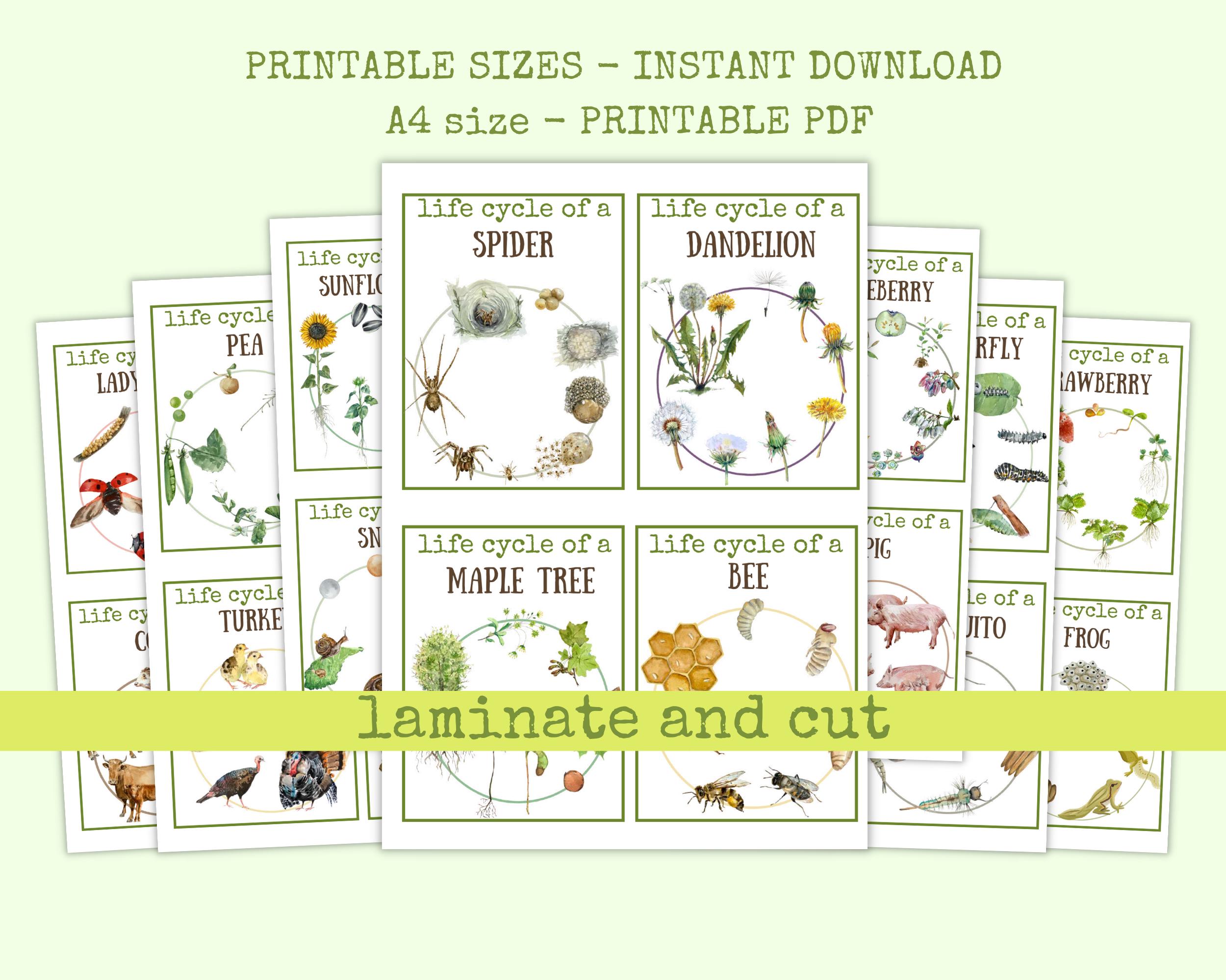 Life Cycle Mini Cards biology Science Instant Download Educational ...