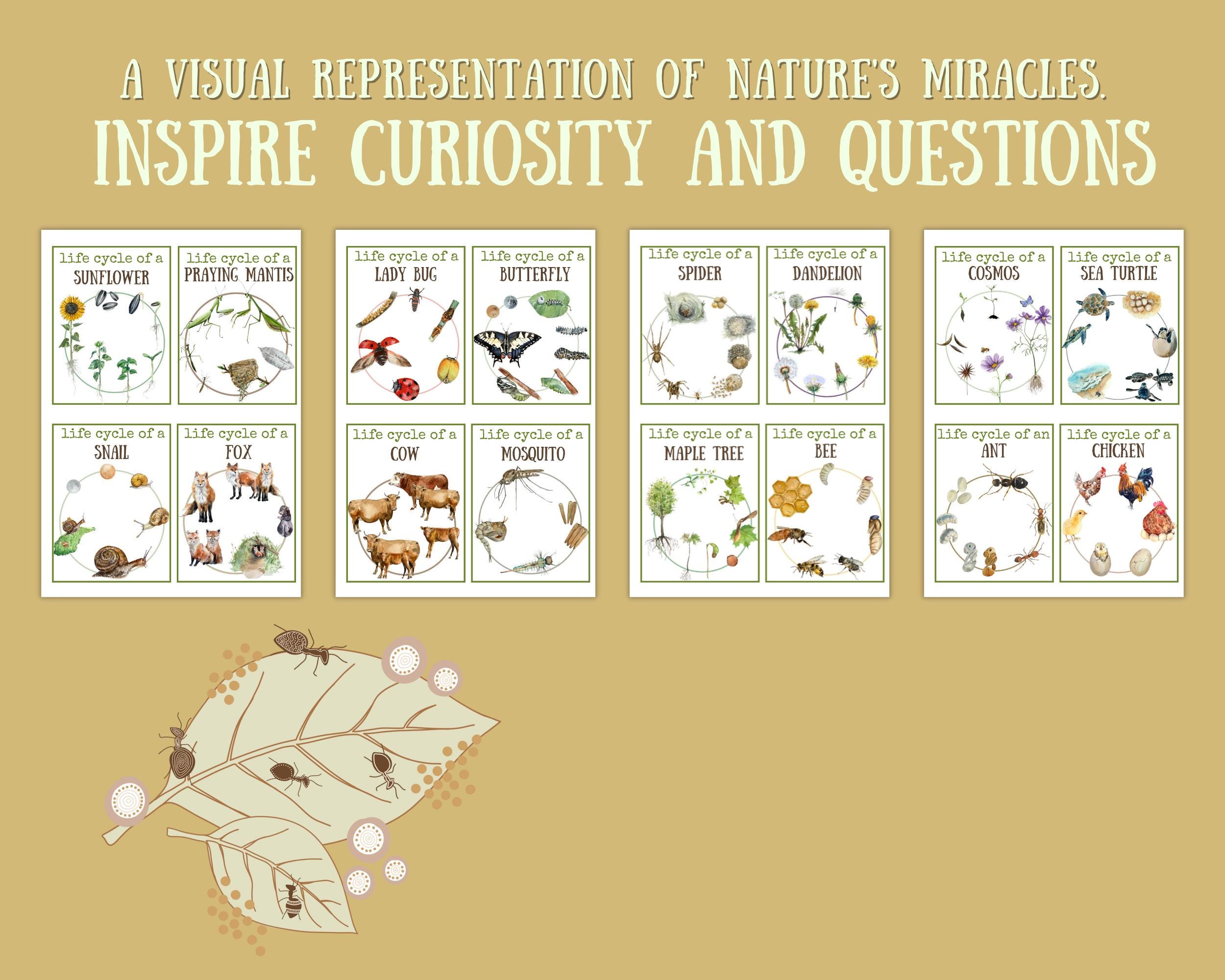 Life Cycle Mini Cards biology Science Instant Download Educational ...