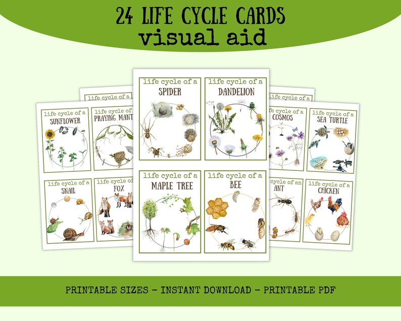 Life Cycle Mini Cards biology Science Instant Download Educational ...