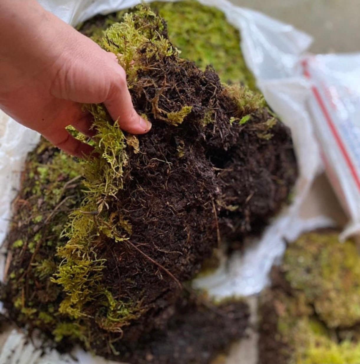 20x 1 Gallon Bags of Live Moss Kit Organic Oregon Forest | Etsy