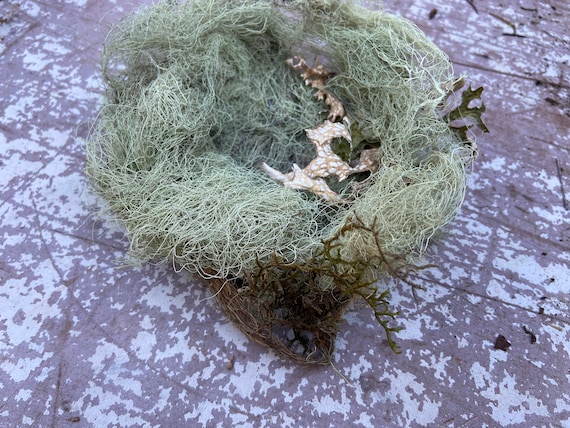 Real Birds Nest made From Usnea | Etsy