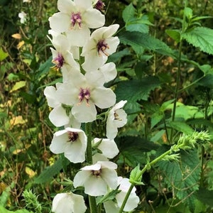 10,000 Moth Mullein Seed verbascum Blattaria , Organic Wild Flowers ...