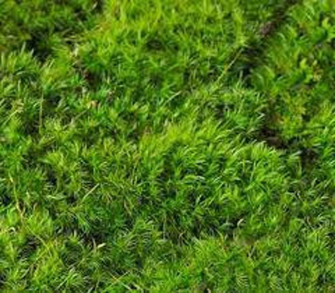 4 Square Feet LIVING Patch Moss Pillow Moss Bun Moss Cushion Moss ...