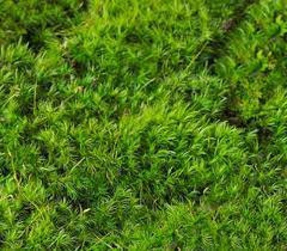 4 Square Feet LIVING Patch Moss Pillow Moss Bun Moss Cushion - Etsy