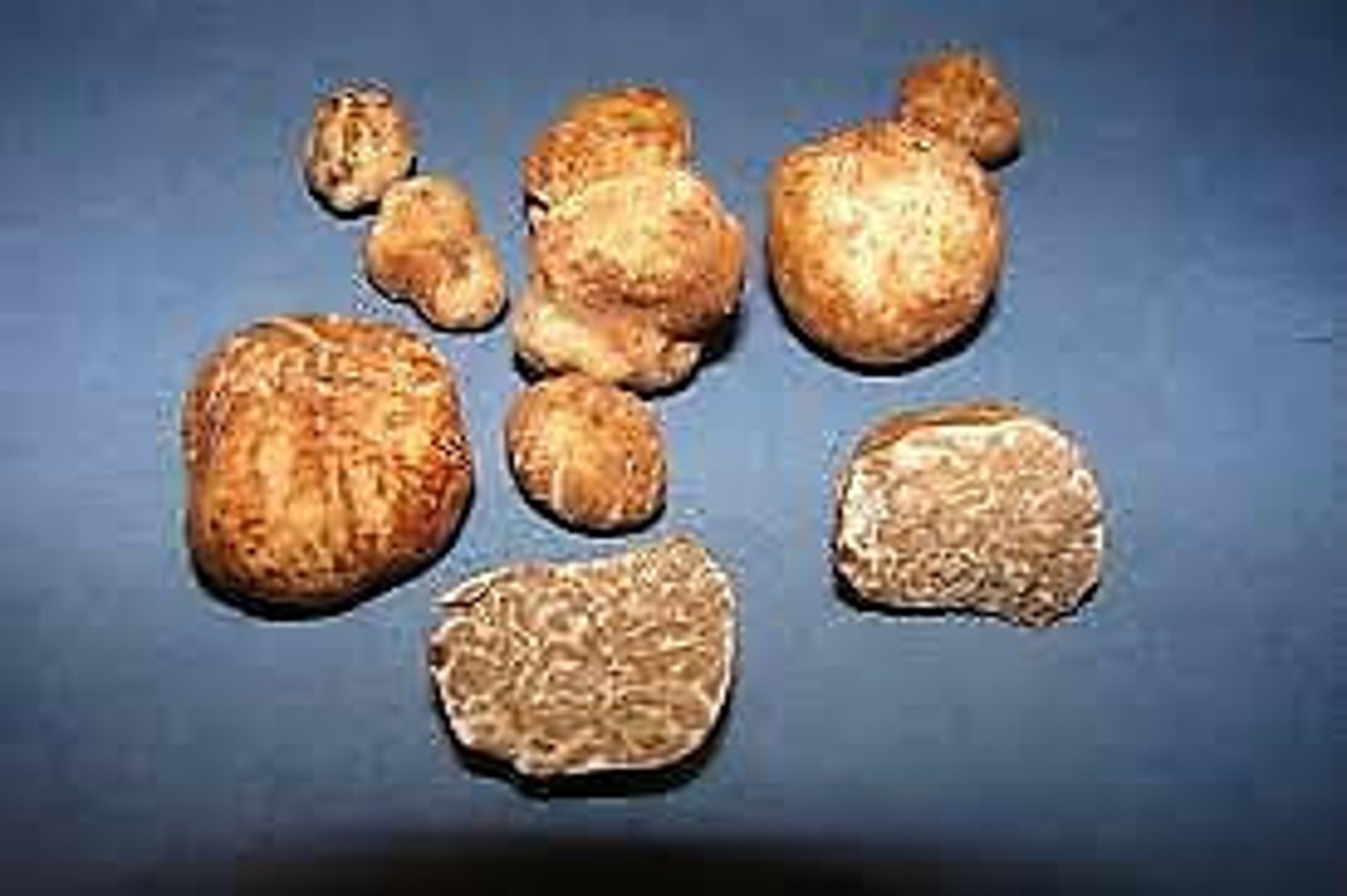 12oz Gourmet Oregon White Truffle Soil Inoculate fluid | Etsy