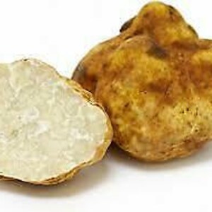 12oz Gourmet Oregon White Truffle Soil Inoculate fluid ,tuber ...
