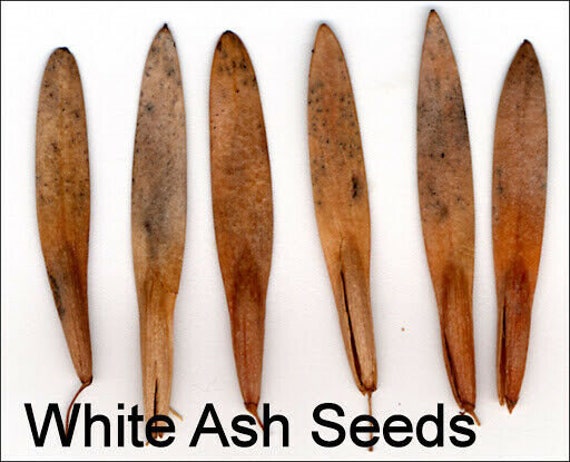White Ash Seed