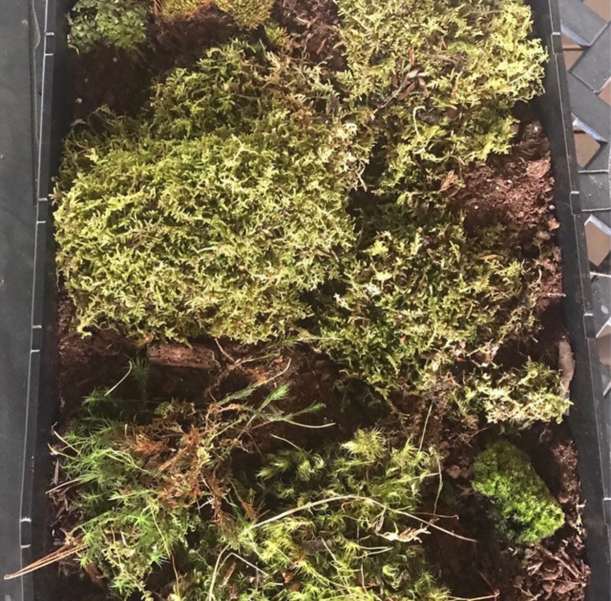 10x 1 Gallon Bags of Live Moss Kit Organic Oregon Forest - Etsy