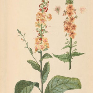 10,000 Moth Mullein Seed verbascum Blattaria , Organic Wild Flowers ...