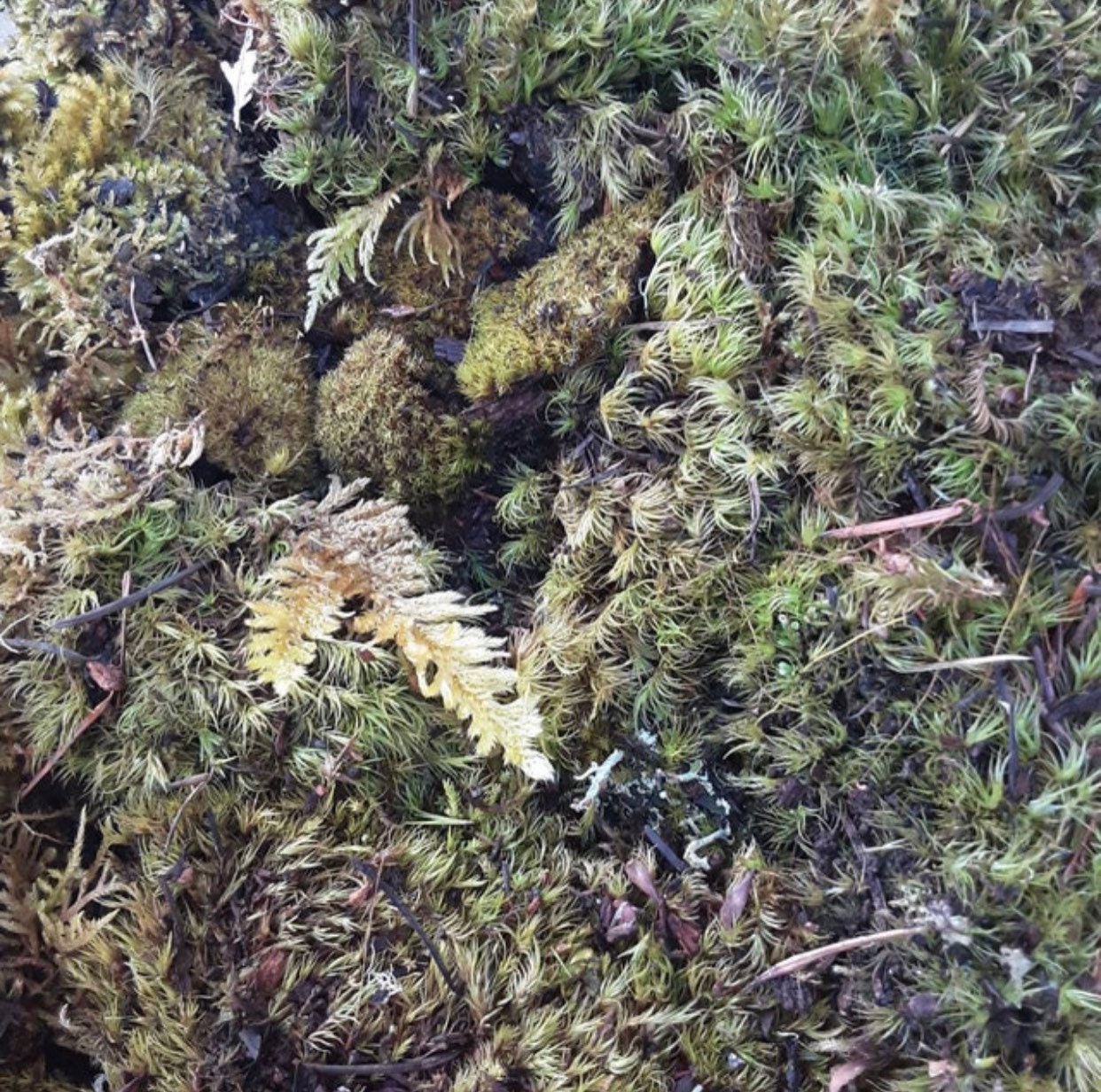 2 Ga Moss Slurry Kit Organic Oregon Forest Grown - Etsy