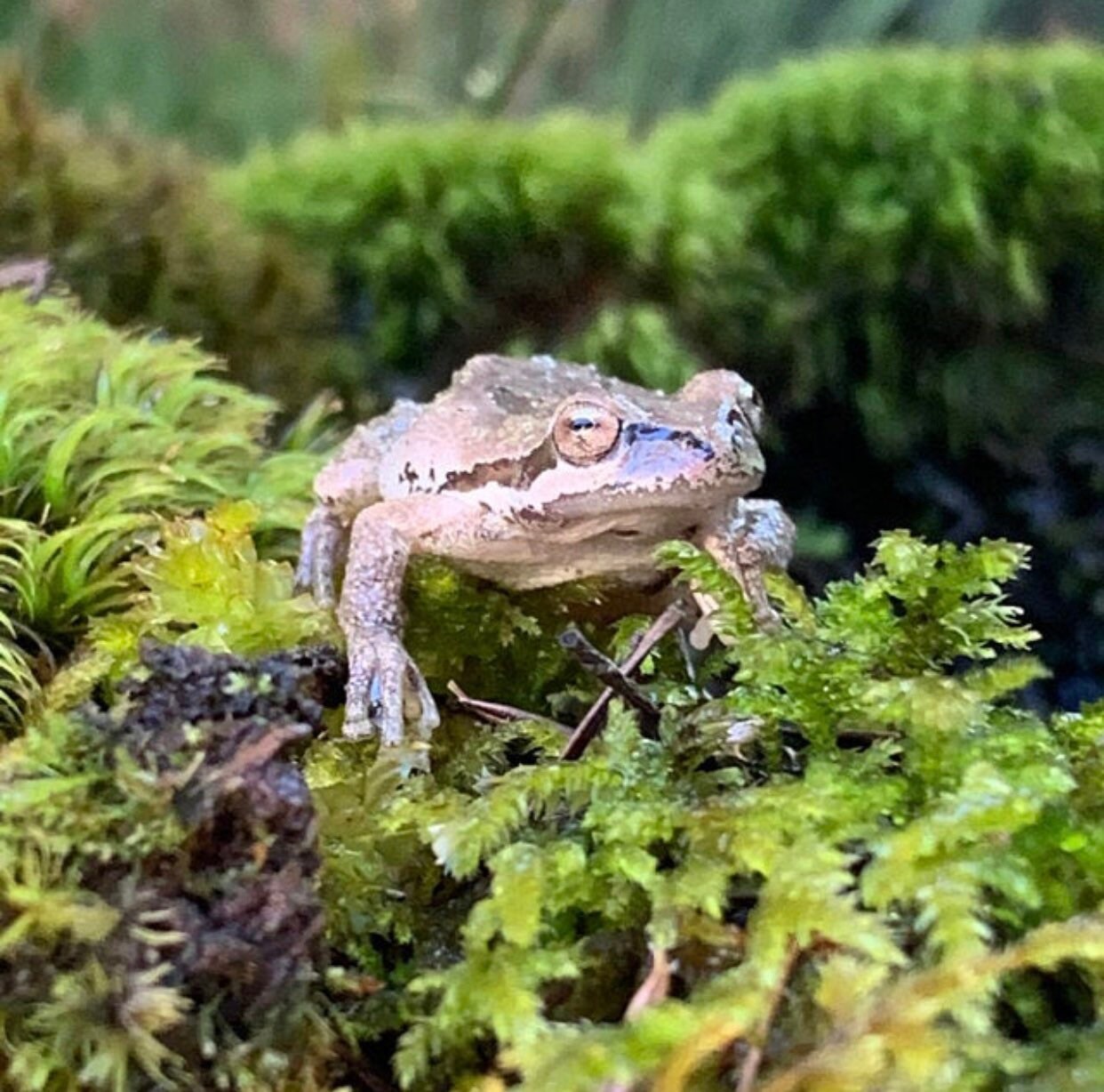 20x 1 Gallon Bags of Live Moss Kit Organic Oregon Forest | Etsy