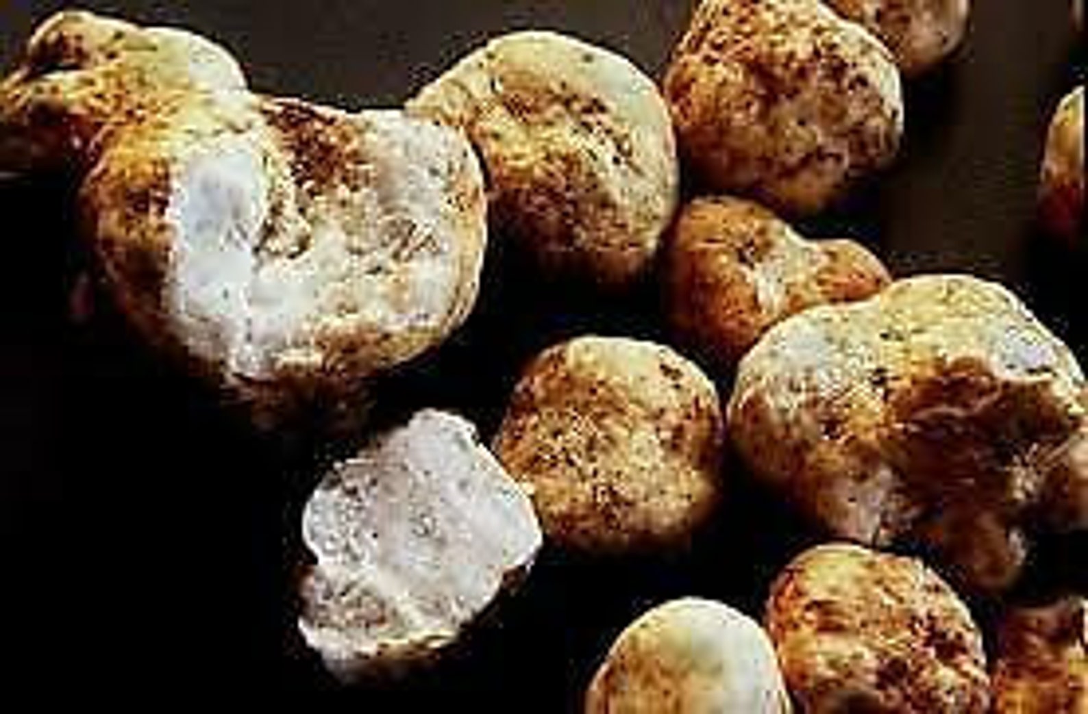 12oz Gourmet Oregon White Truffle Soil Inoculate fluid - Etsy
