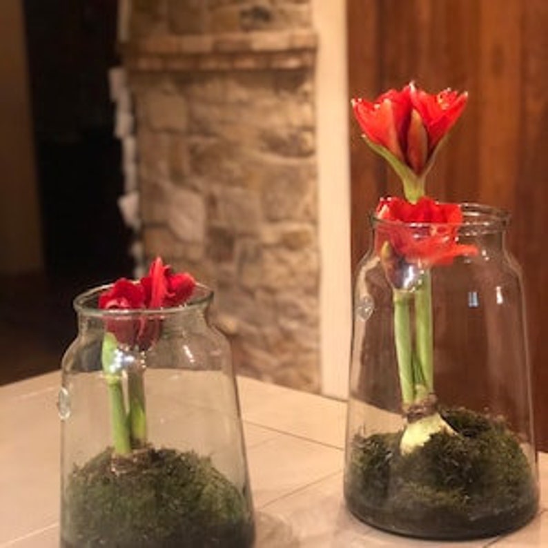 4 Square Feet LIVING Patch Moss Pillow Moss Bun Moss Cushion - Etsy