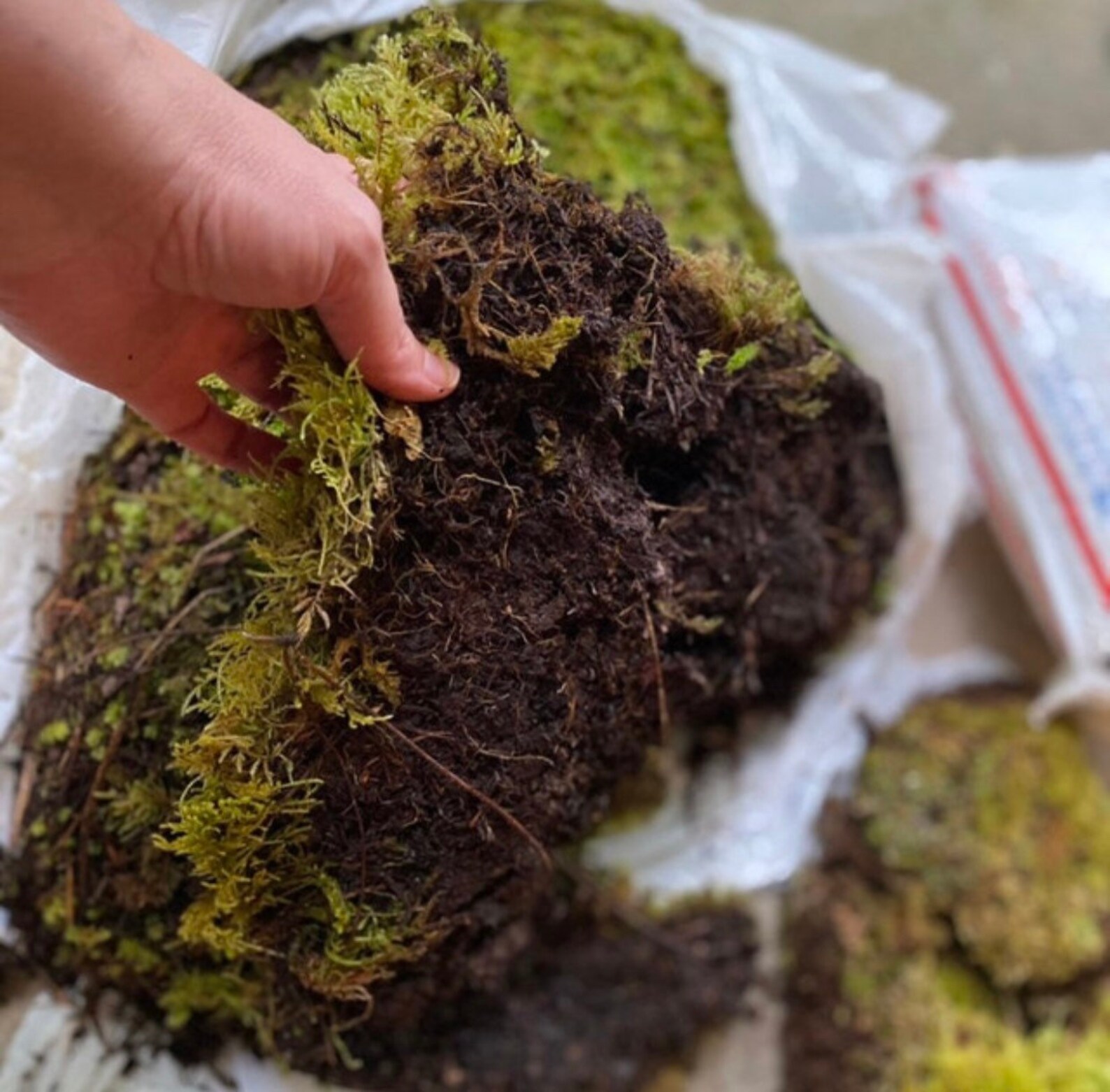 Live Moss Kit Organic Oregon Forest Grown | Etsy