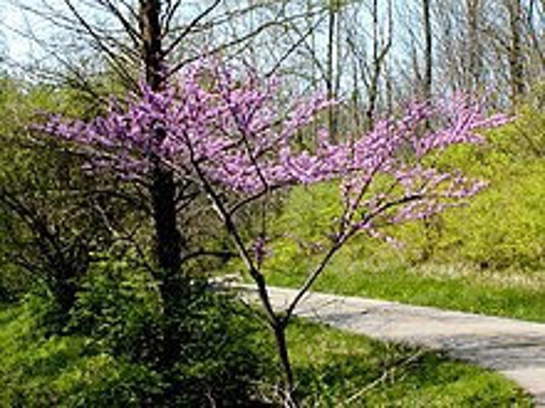 500 Eastern Redbud Seeds organic , Most Gorgeous - Etsy