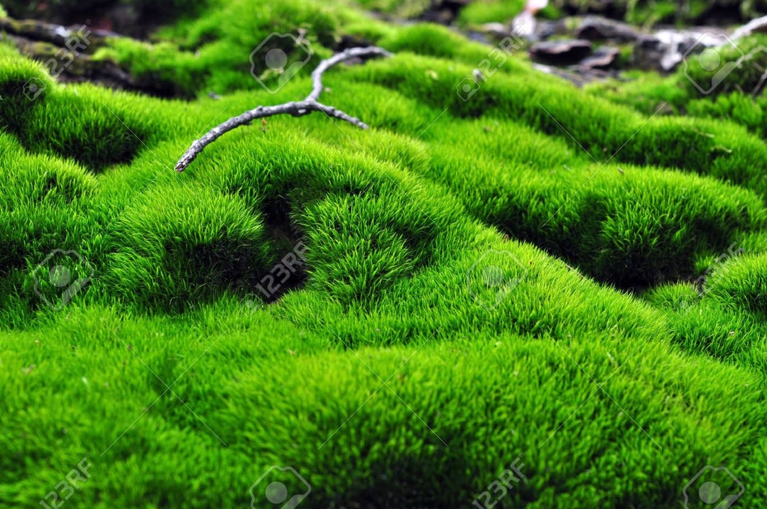 25x 1 Gallon Bags of Live Moss Kit, Organic Oregon Forest Grown - Etsy