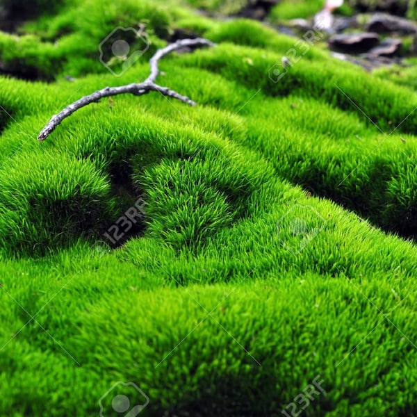 Live Moss - Etsy