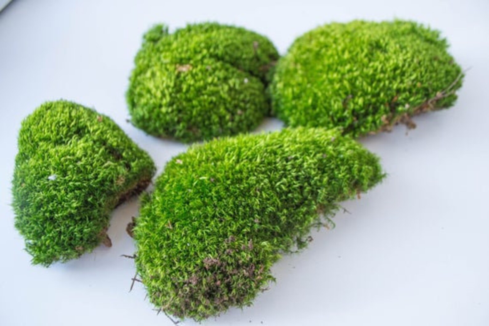 4 Square Feet LIVING Patch Moss Pillow Moss Bun Moss Cushion - Etsy