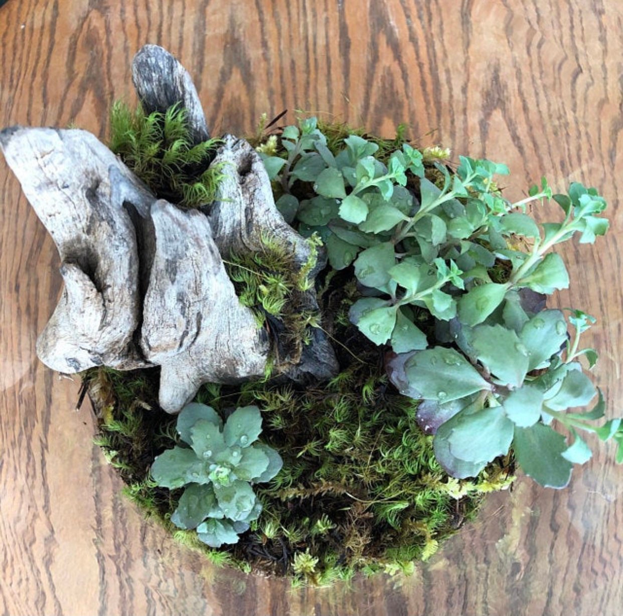 3 Gallons of Live Moss Kit Organic Oregon Forest Grown - Etsy