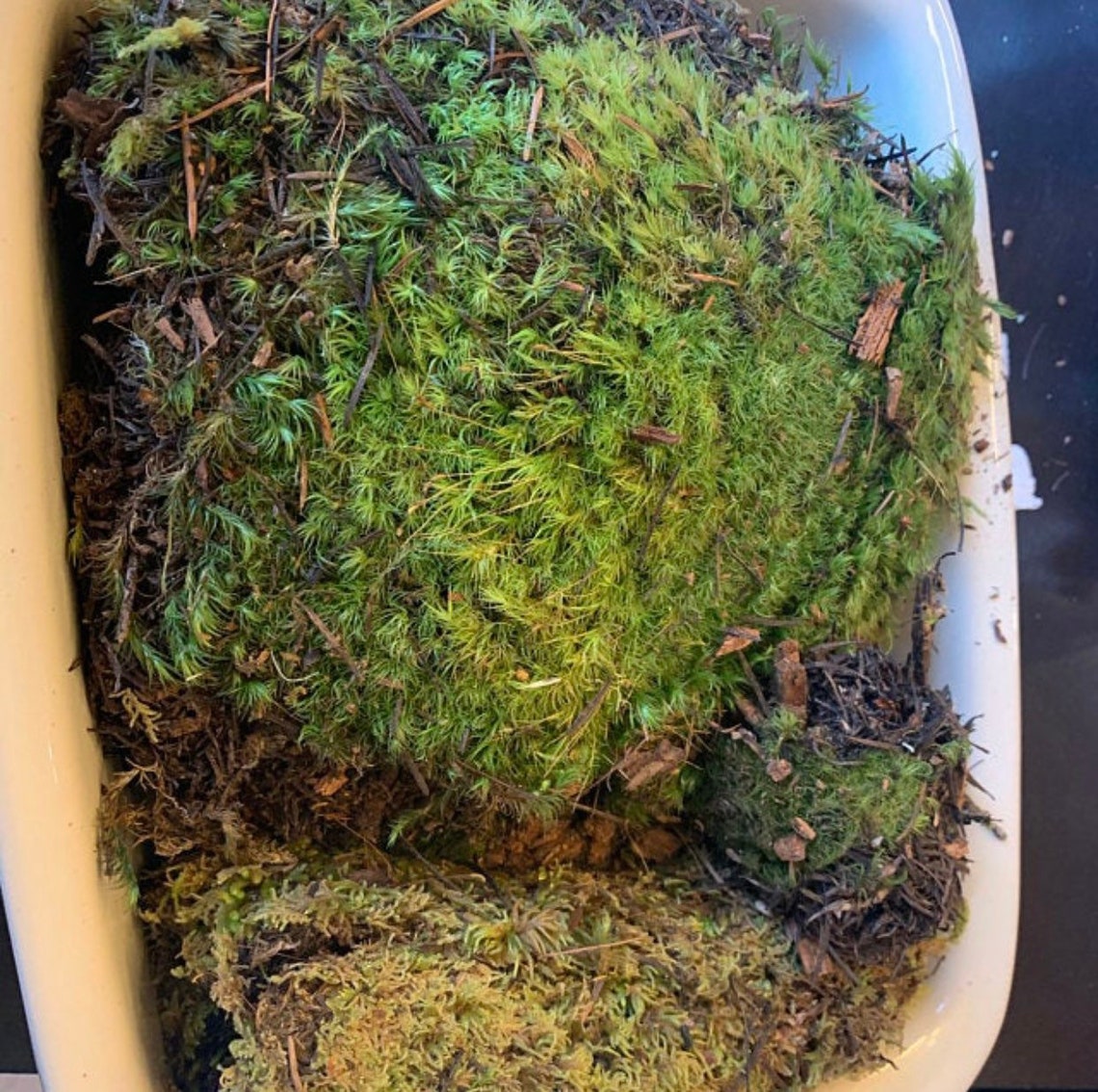 25x 1 Gallon Bags of Live Moss Kit Organic Oregon Forest - Etsy