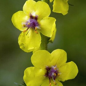 10,000 Moth Mullein Seed verbascum Blattaria , Organic Wild Flowers ...