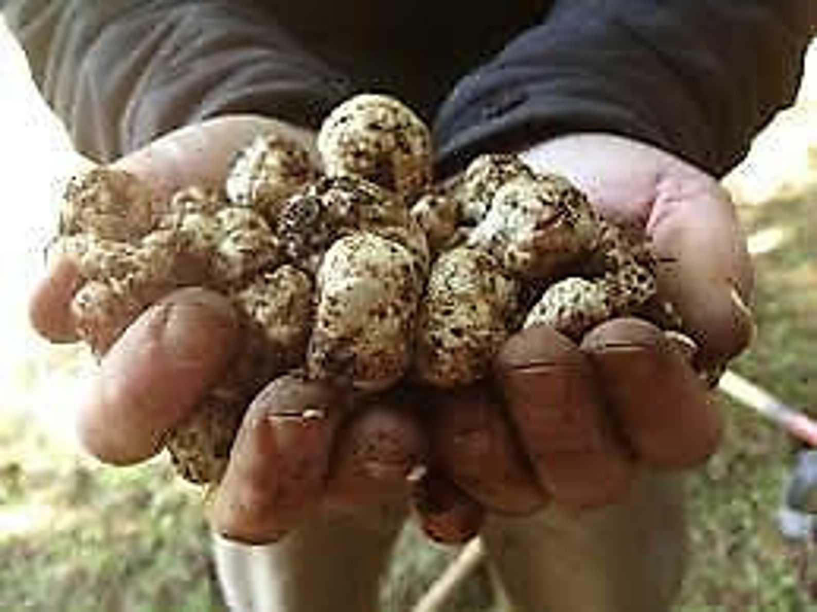 12oz Gourmet Oregon White Truffle Soil Inoculate fluid - Etsy