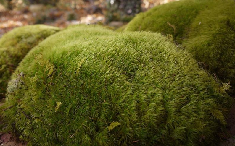 2 Ga. Patch Moss Perfect for Moss Project or Floral Design - Etsy