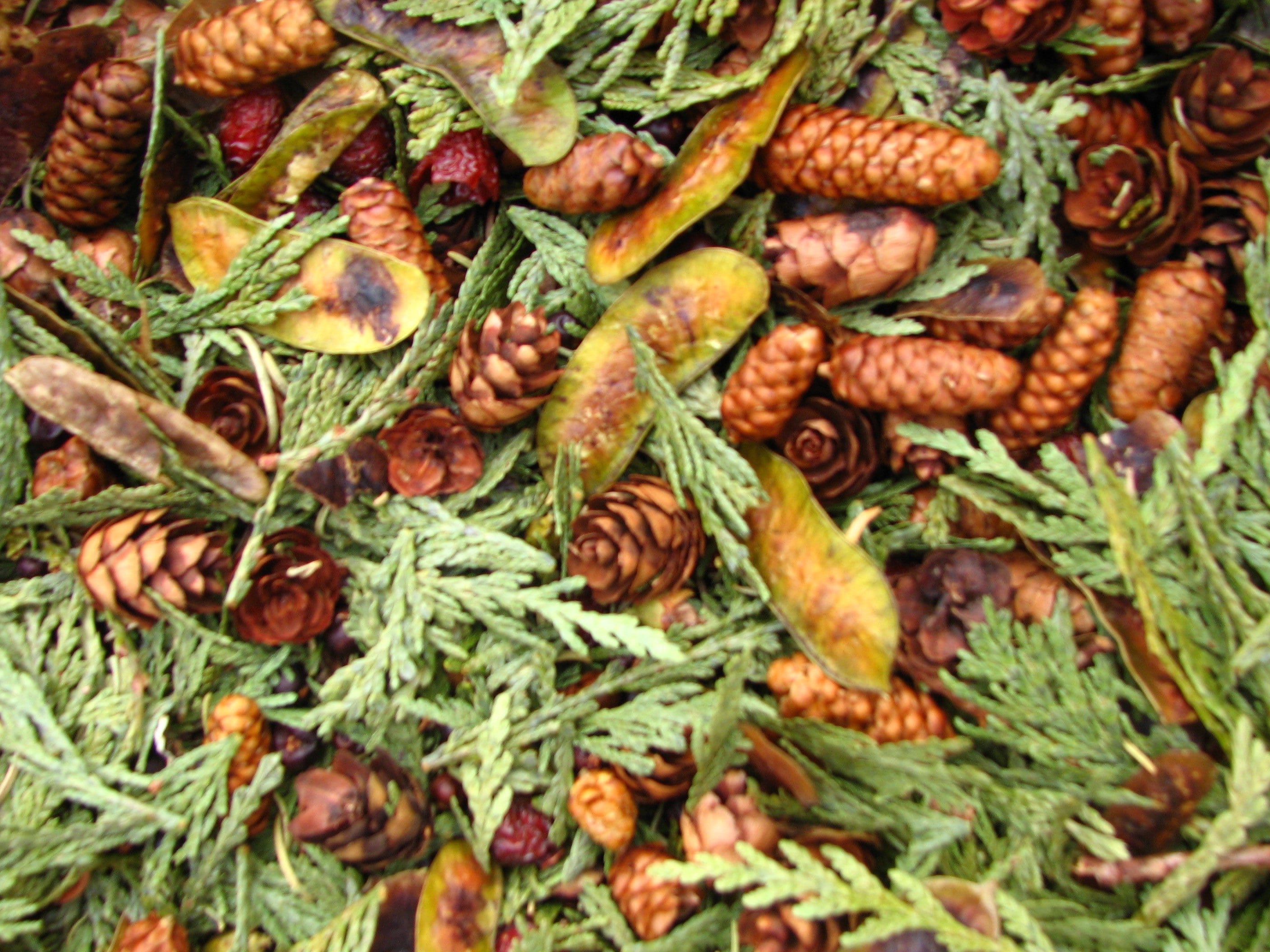 1 LB Pot Pouri Rain Forest Pot Pouri Amazing Forest Scented - Etsy