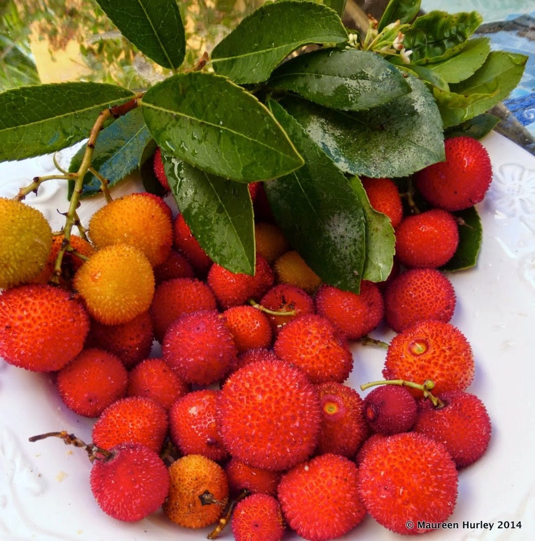 250 Seeds for Planting, Arbutus Menziesii Seeds, Pacific Madrone ...