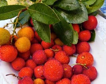 Seeds for Planting, Arbutus Menziesii Clean Seed Seeds, Pacific Madrone ...