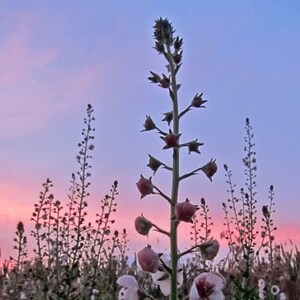 10,000 Moth Mullein Seed verbascum Blattaria , Organic Wild Flowers ...