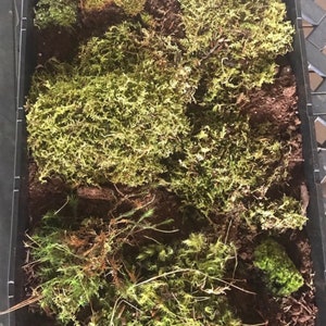2 Gallon Bags Live Moss Kit, Organic Oregon Forest Grown, gently ...