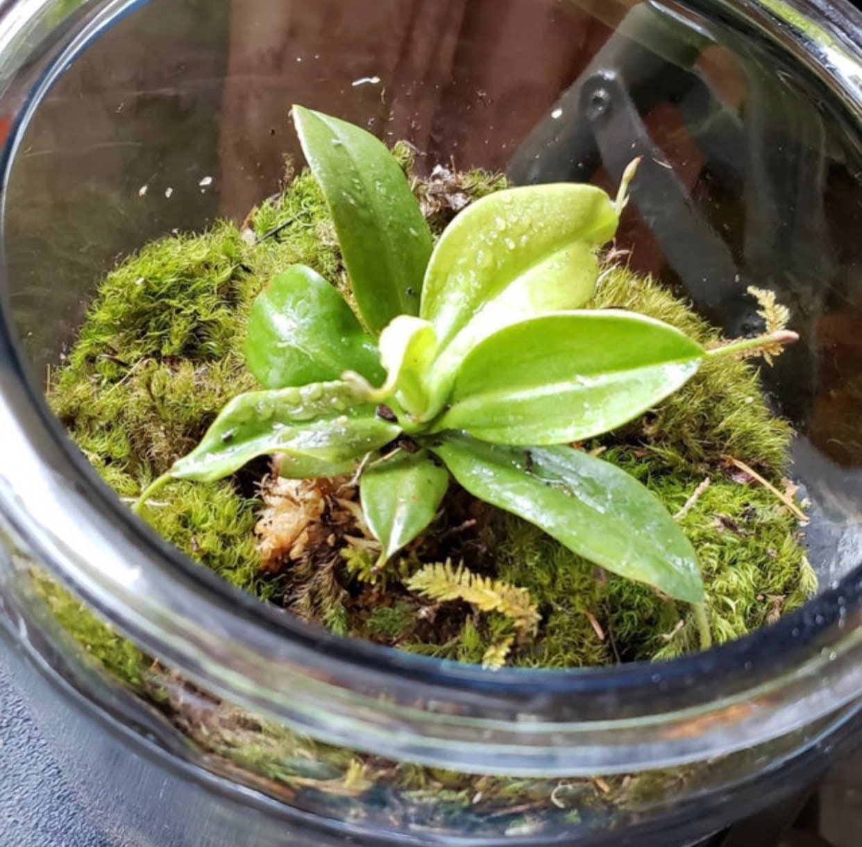 Live Moss Kit Organic Oregon Forest Grown | Etsy