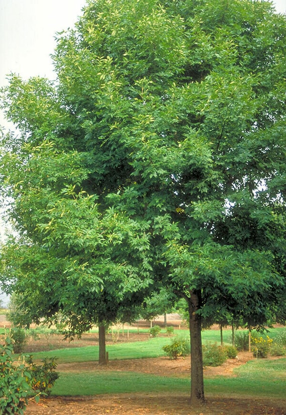 White Ash Tree