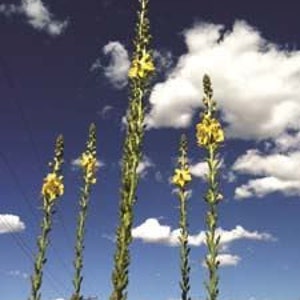 10,000 Moth Mullein Seed verbascum Blattaria , Organic Wild Flowers ...