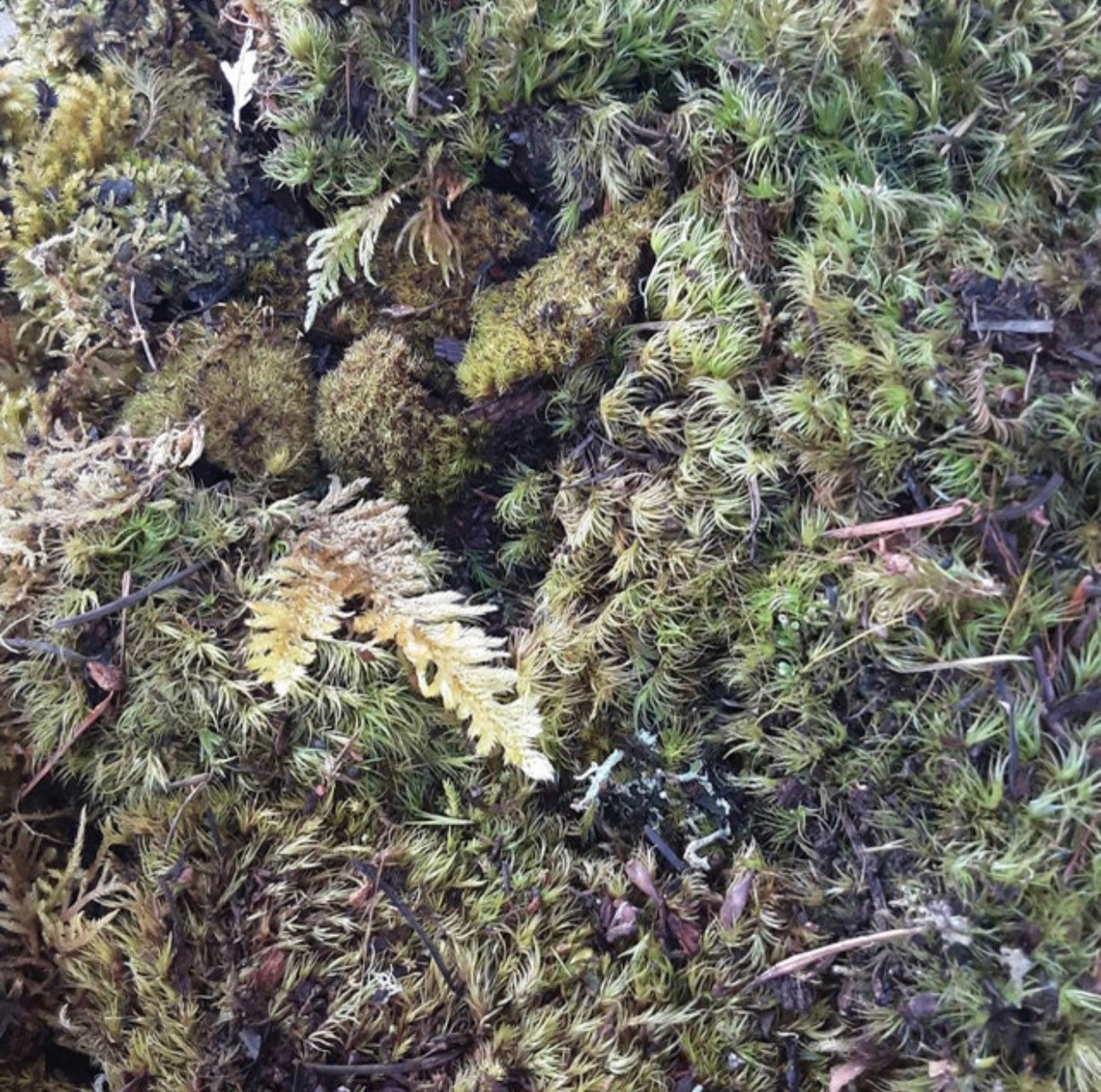 10x 1 Gallon Bags of Live Moss Kit Organic Oregon Forest | Etsy