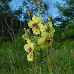 10,000 Moth Mullein Seed verbascum Blattaria , Organic Wild Flowers ...