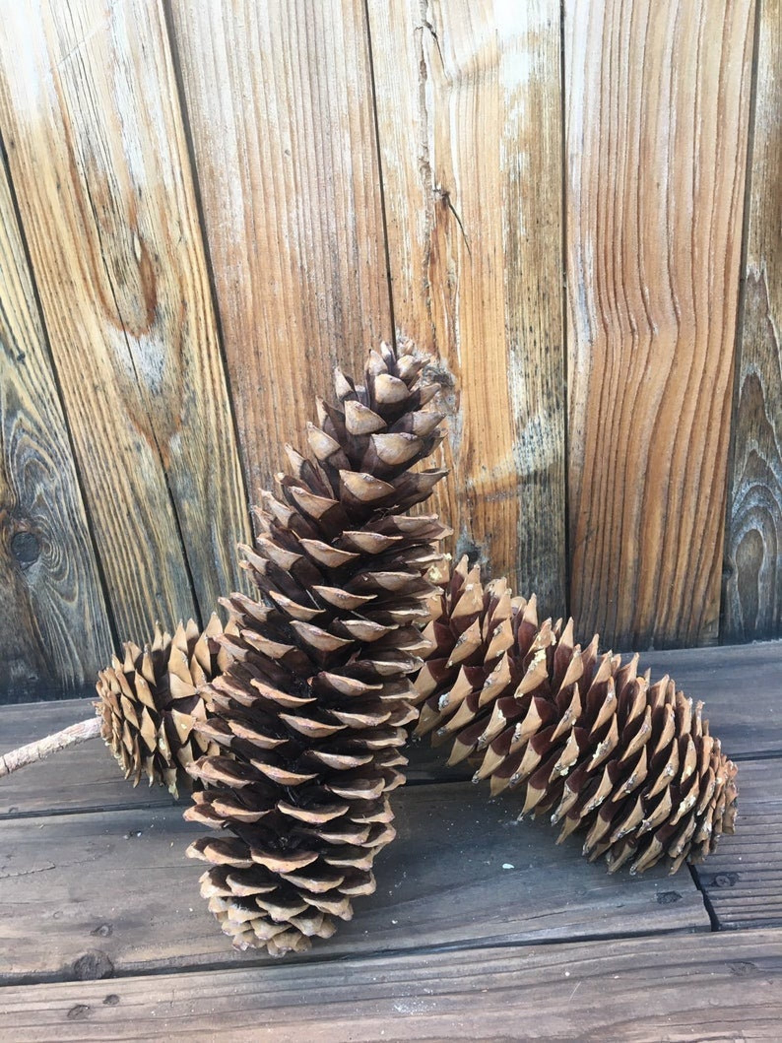 6 Large Sugar Pine Cones 1012 Selectively Wild Crafted From | Etsy