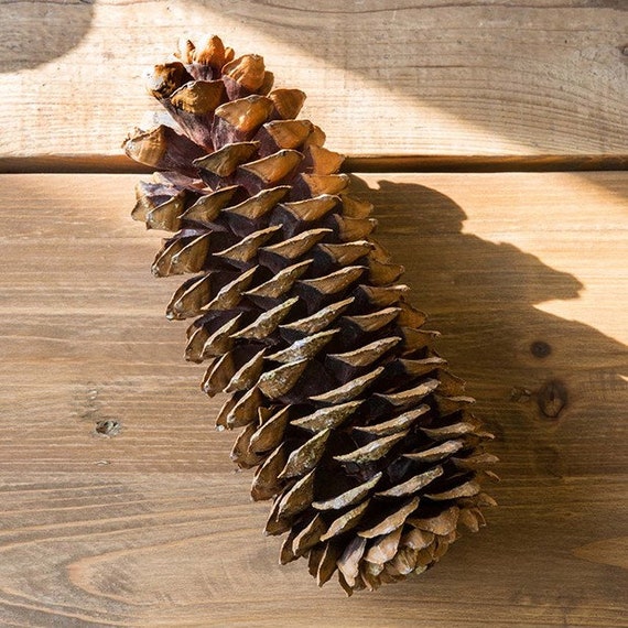 6 Large Sugar Pine Cones 1012 Selectively Wild Crafted From | Etsy