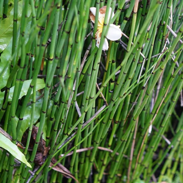 Horsetail Reed Plant - Etsy
