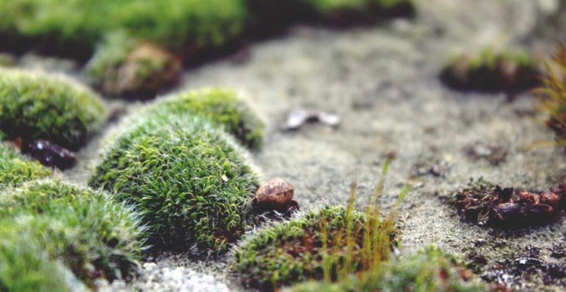 2 Ga. Patch Moss Perfect for Moss Project or Floral Design - Etsy