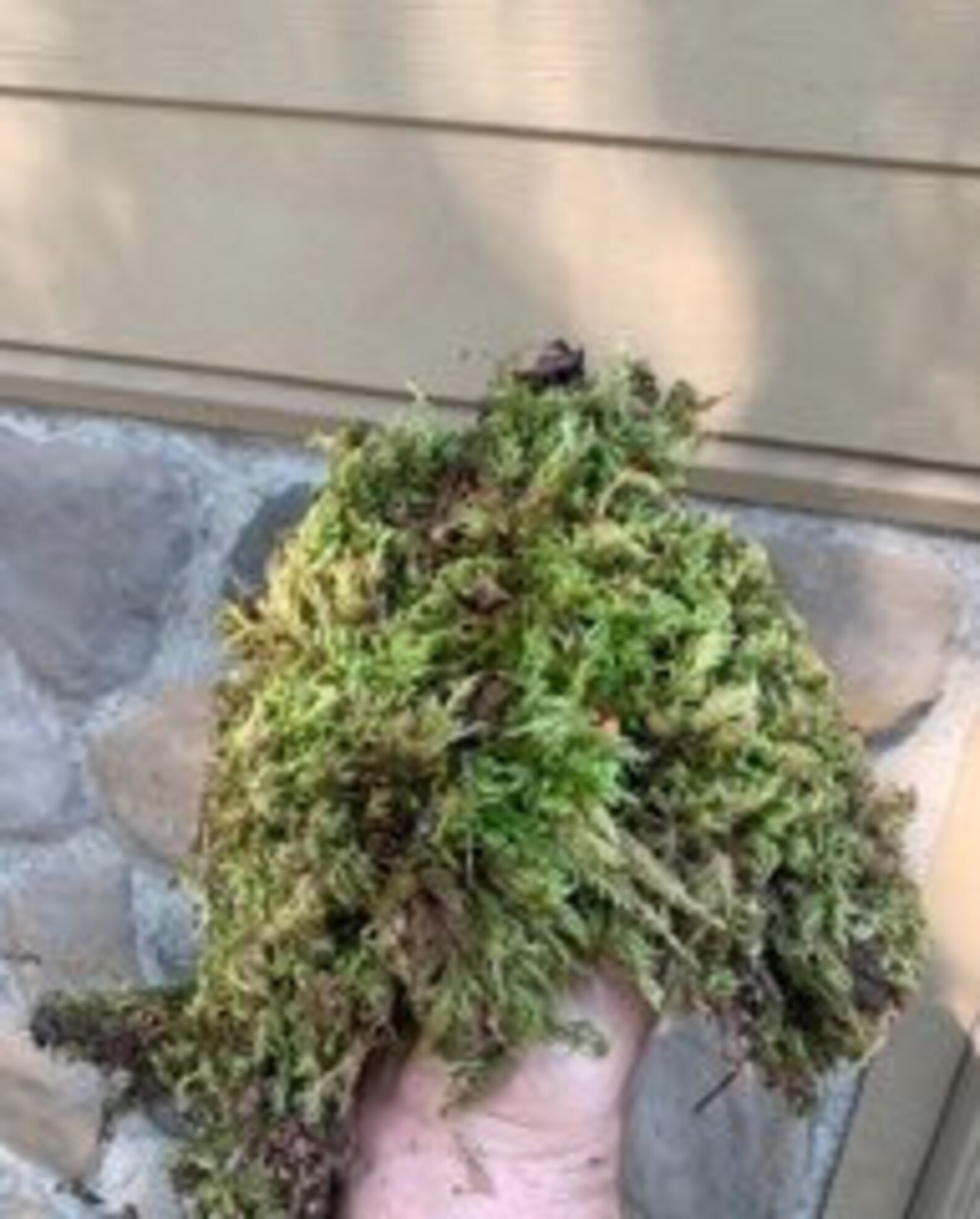 Live Moss Kit Organic Oregon Forest Grown | Etsy