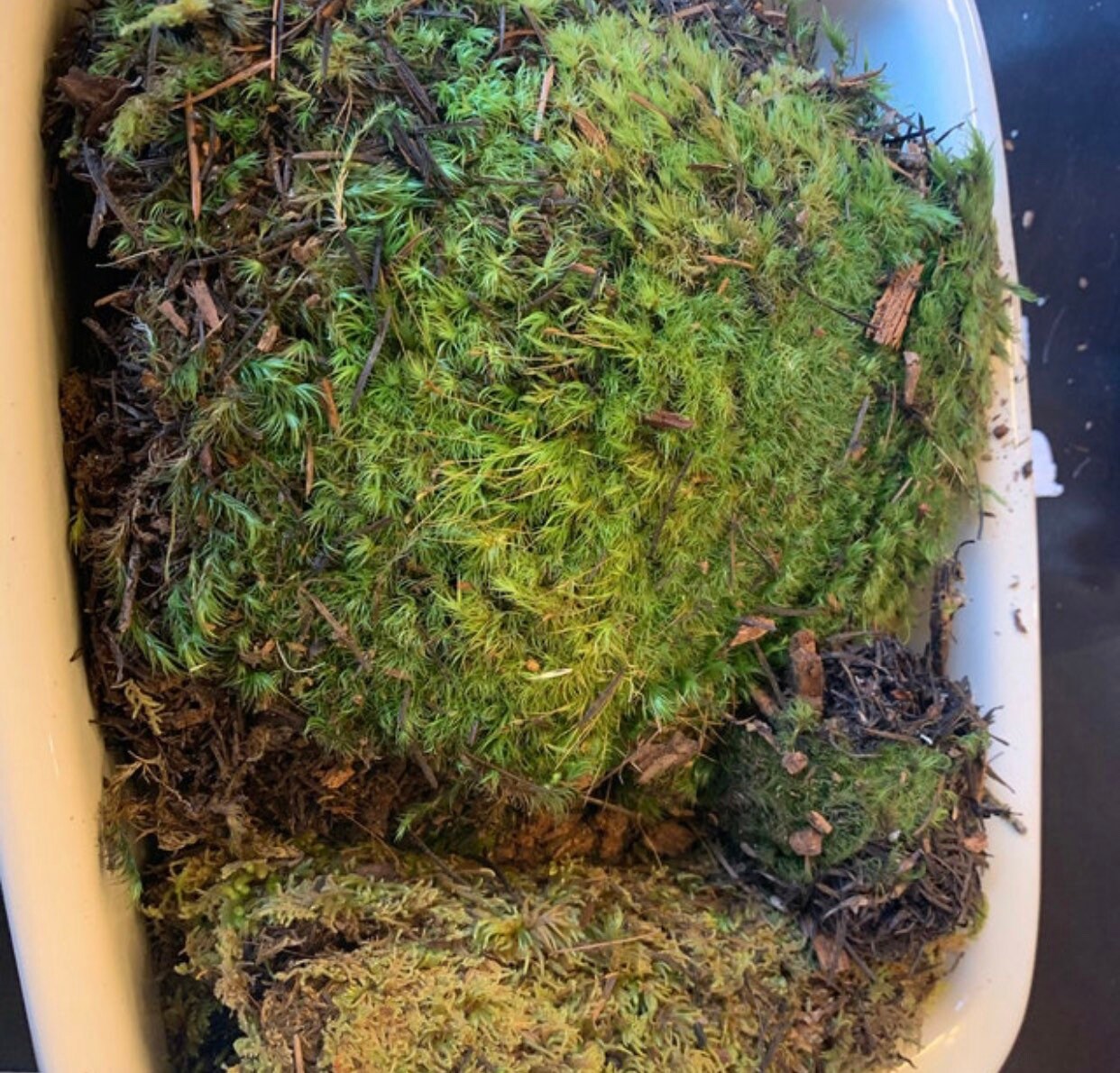 4 Square Feet LIVING Patch Moss Pillow Moss Bun Moss Cushion - Etsy