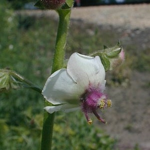 10,000 Moth Mullein Seed verbascum Blattaria , Organic Wild Flowers ...